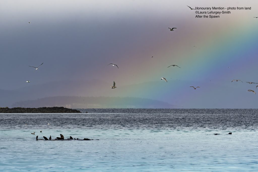 How Wild! Contest Results | MERS Marine Education & Research Society